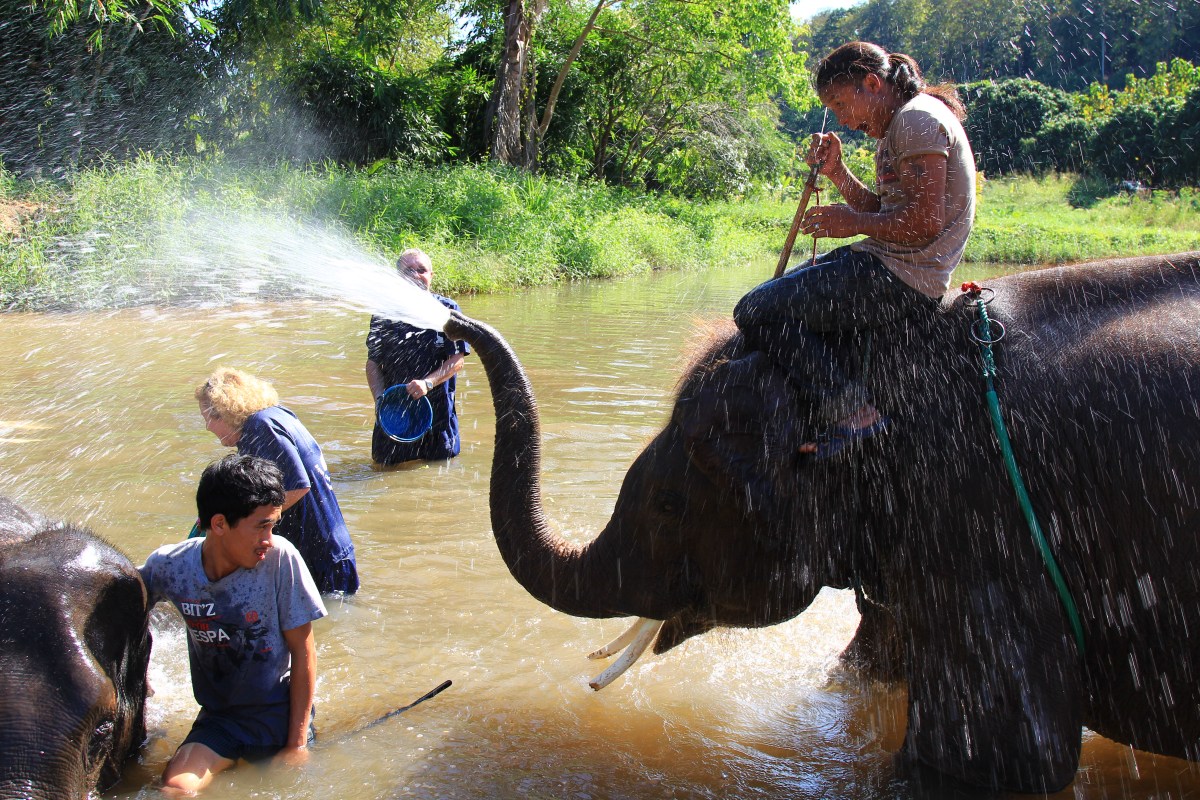 Pachyderm Paradise – beejpeejadventures